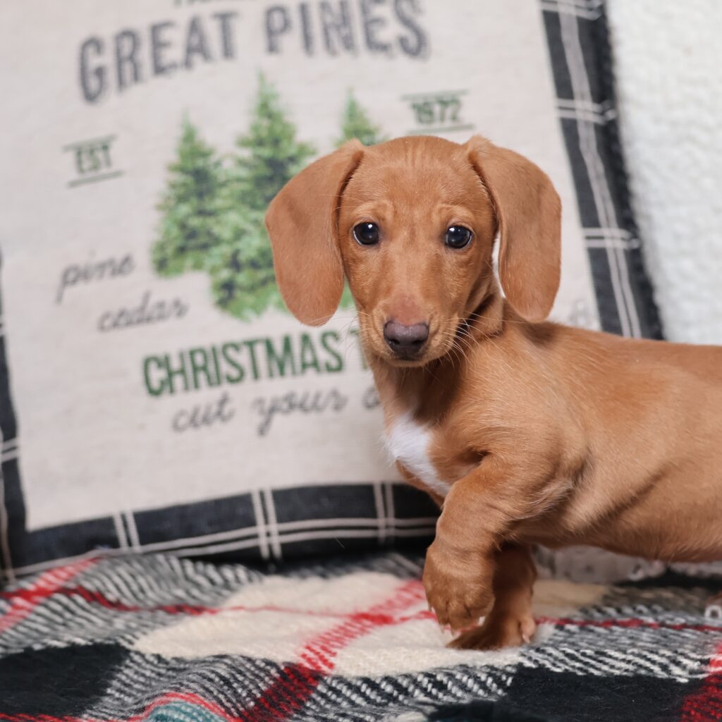 Little Stream Puppies | Adorable Dachshund Puppies