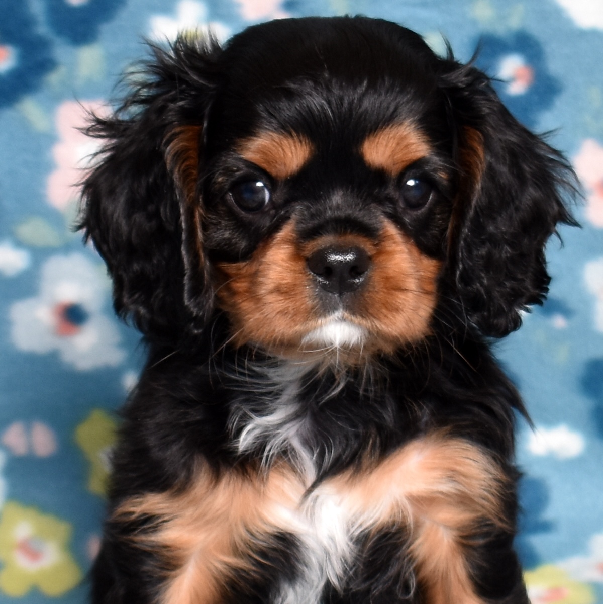 Little Stream Puppies | Cavalier King Charles puppies | Male