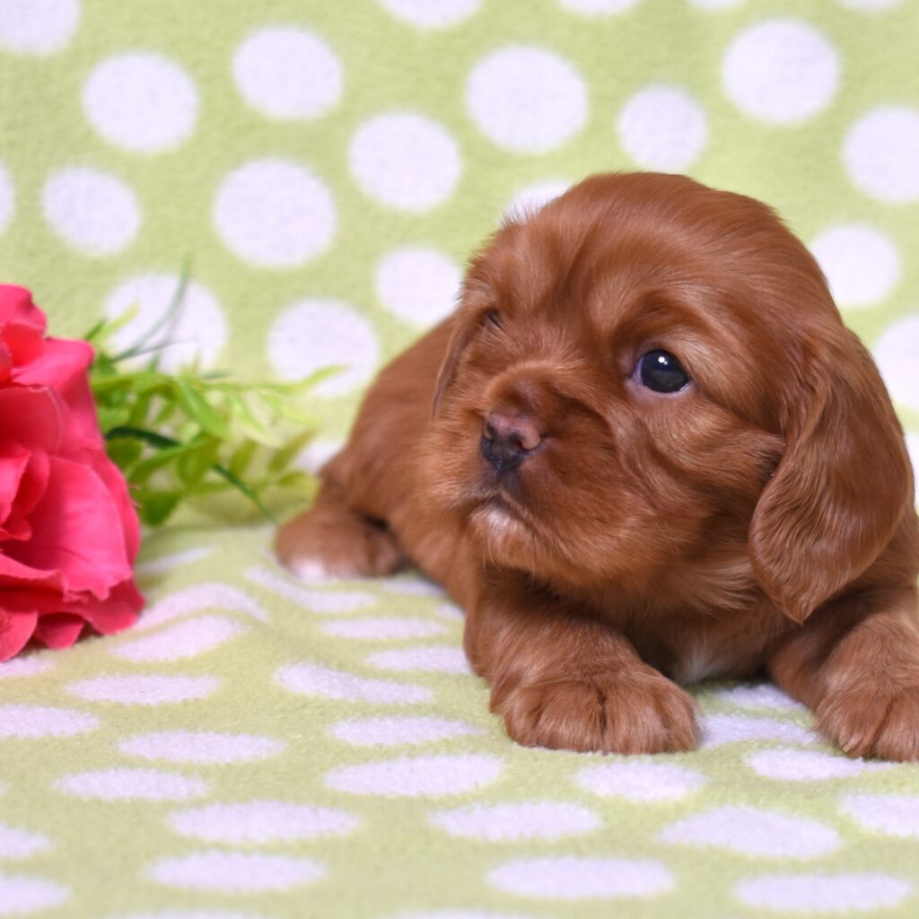 Little Stream Puppies | King Charles Cavalier Spaniel Puppies Ruby